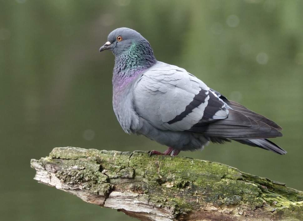 Verandermanagement: de overeenkomst tussen een duif en de klapschaats